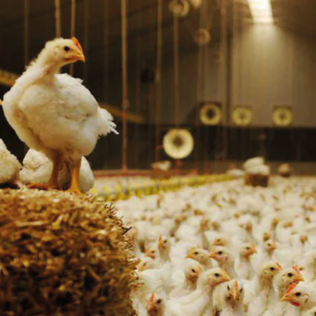 Dedicated supply chains de toekomst voor de pluimveesector - Unie van ...